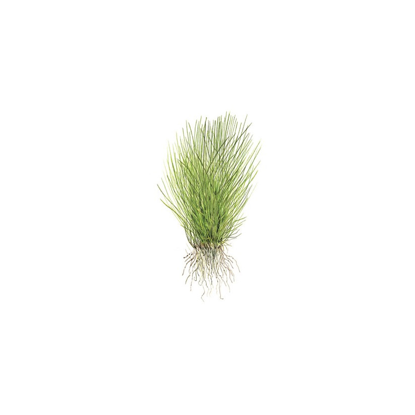 Eleocharis acicularis plant - In vitro