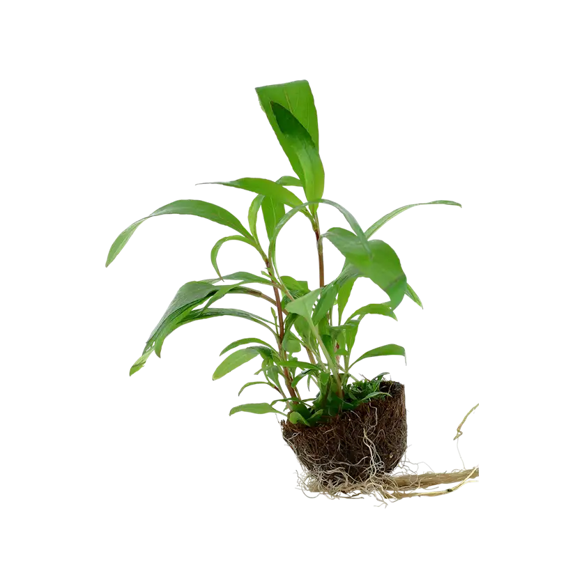 Hygrophila Siamensis 53B mini pot – Easy, dense and colorful