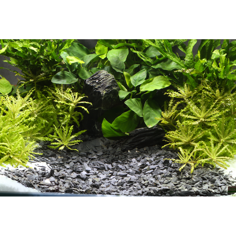 DENNERLE - Natural Gravel Kongo - 5kg (3-8 mm) - Gravier plat noir
