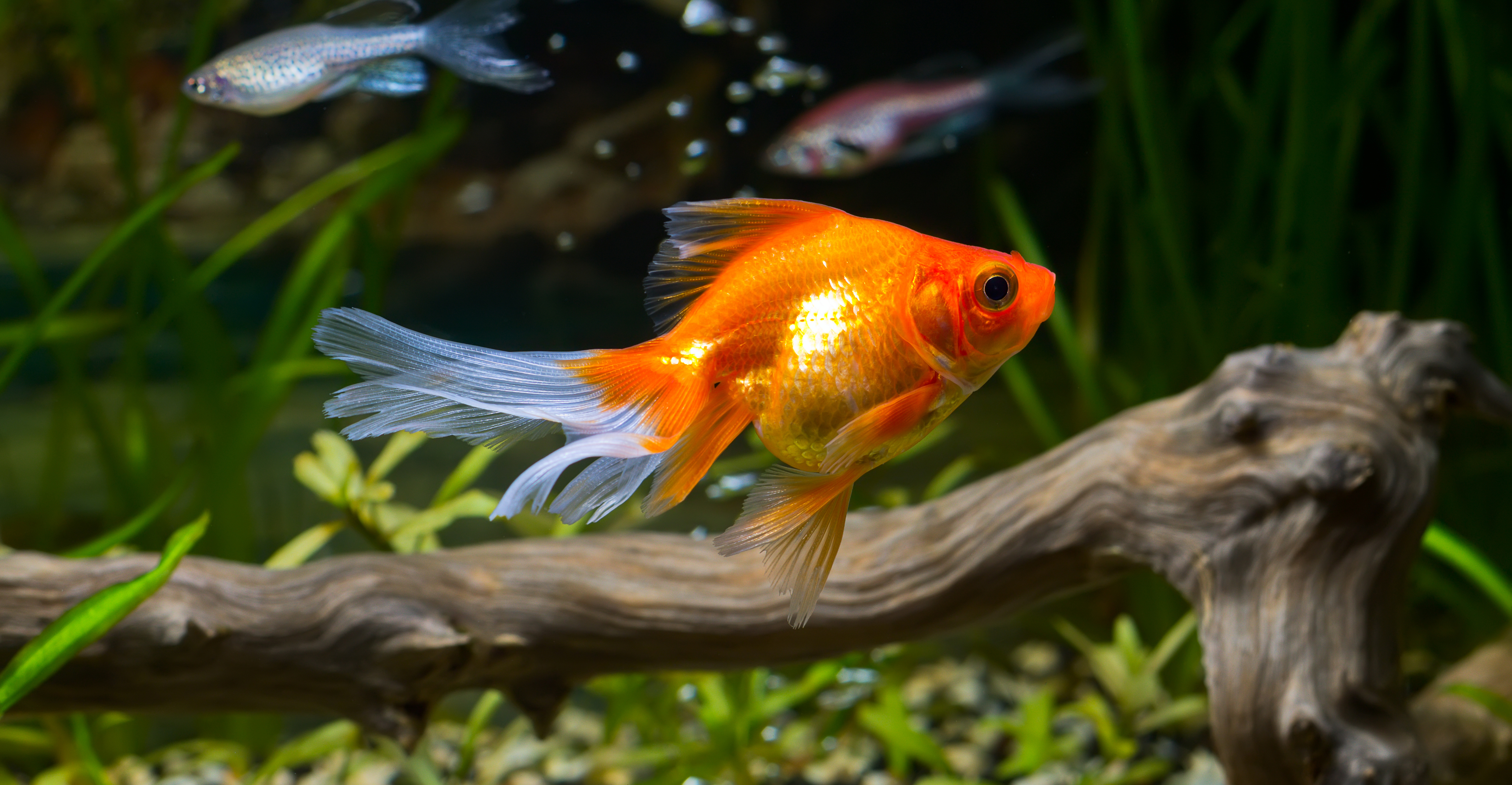 Poissons pour aquarium d’eau froide - Espèces faciles à maintenir