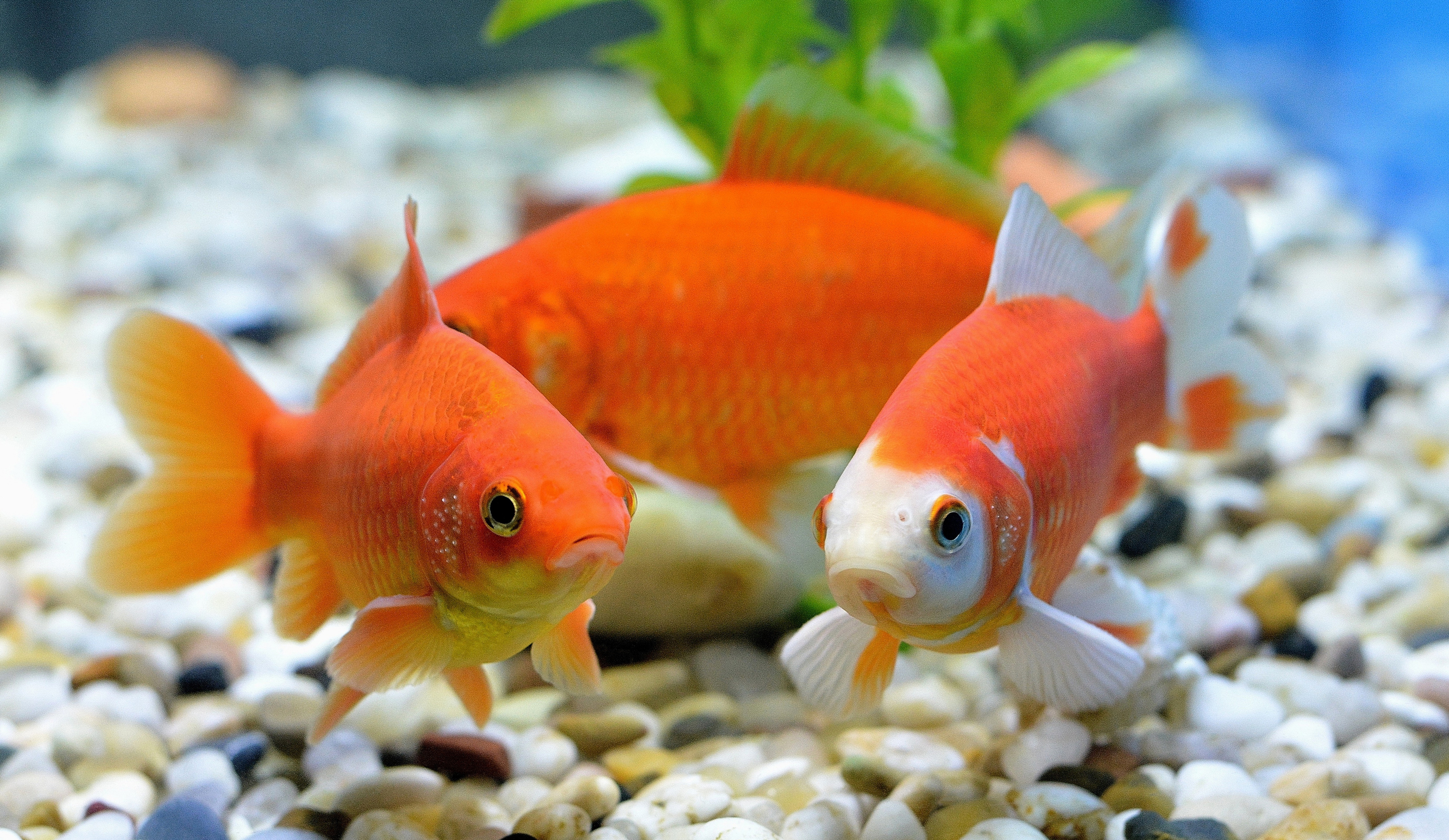 Poissons pour aquarium d’eau froide - Espèces faciles à maintenir